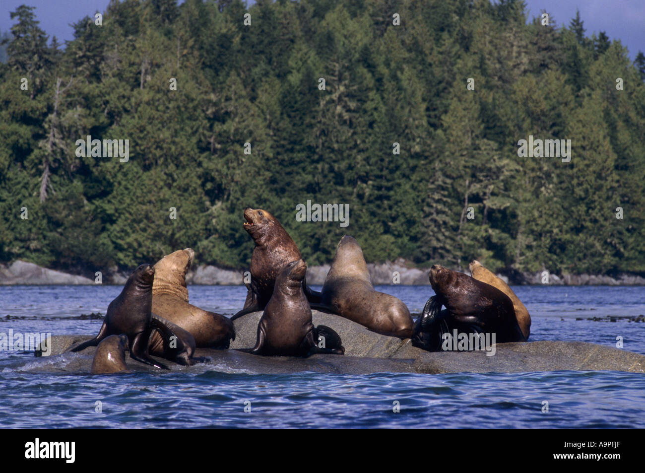 Blackfish alaska Banque de photographies et d’images à haute résolution ...