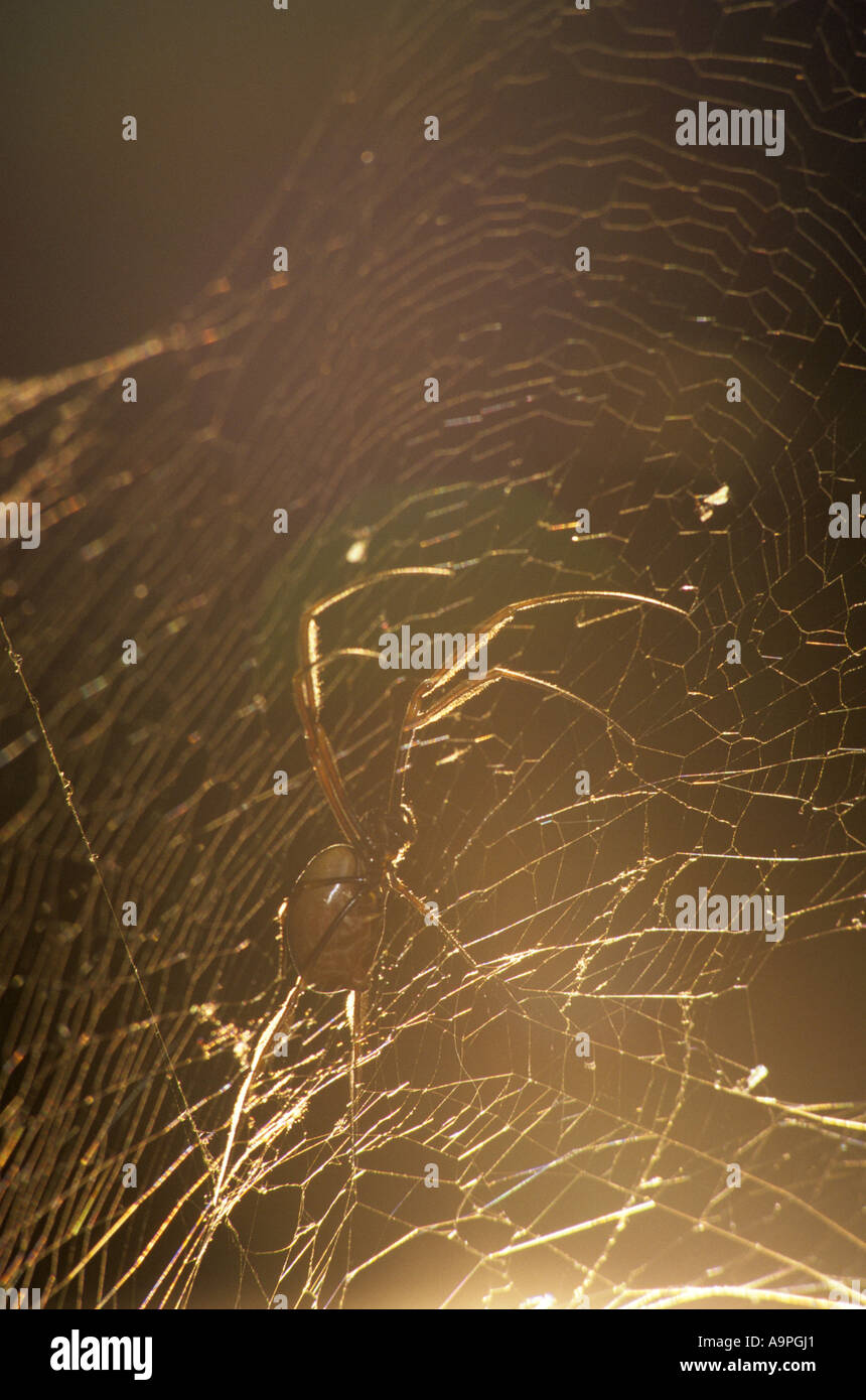 Nephila spp Banque de photographies et d’images à haute résolution - Alamy