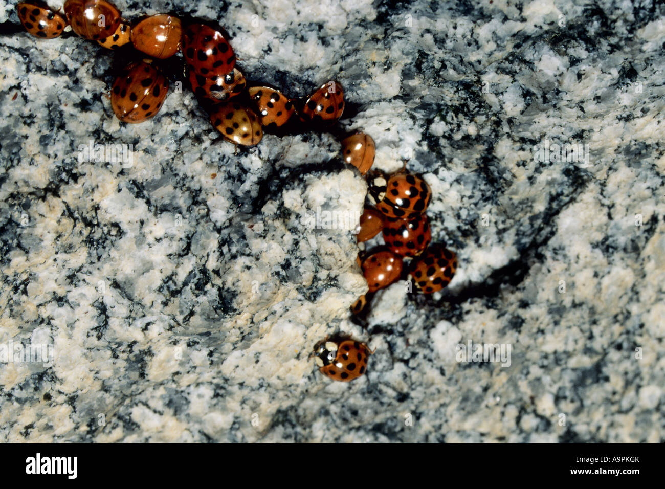 Les coccinelles en fissure sur roche de granit, le Mont Yonah, Géorgie ...