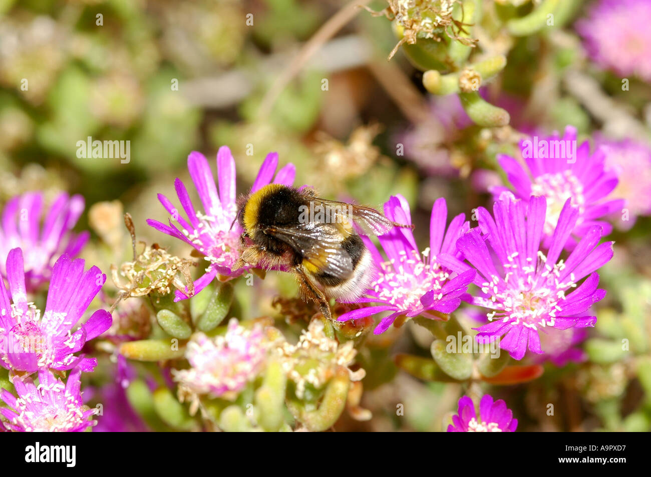 Mesem Banque de photographies et d’images à haute résolution - Alamy