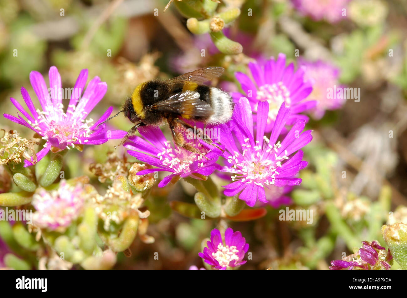 Mesem Banque de photographies et d’images à haute résolution - Alamy