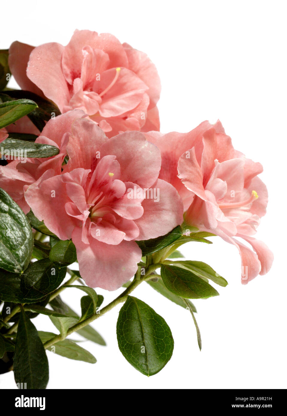 Azalées en pot Banque de photographies et d’images à haute résolution ...