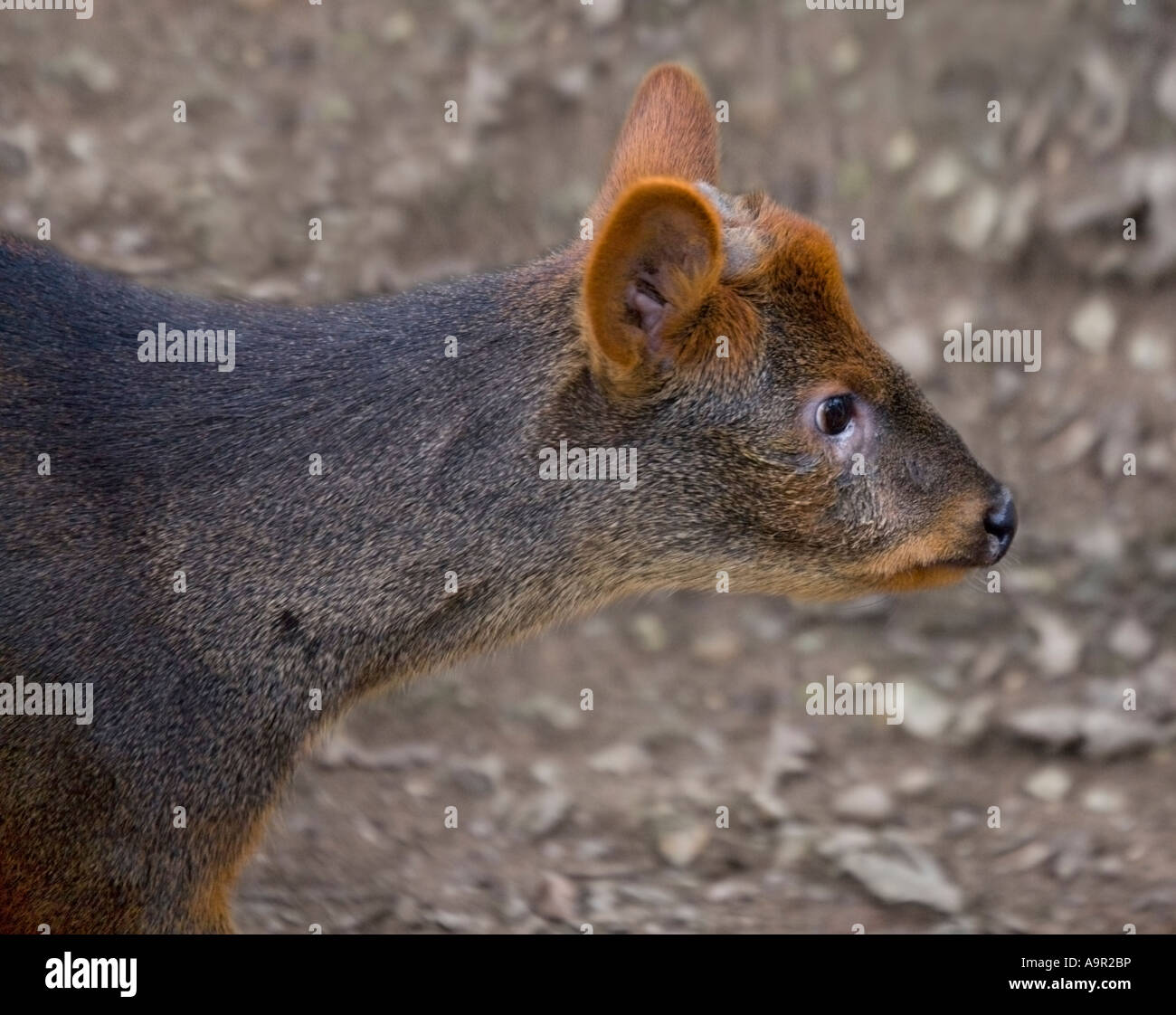 Pudu deer Banque de photographies et d’images à haute résolution - Alamy