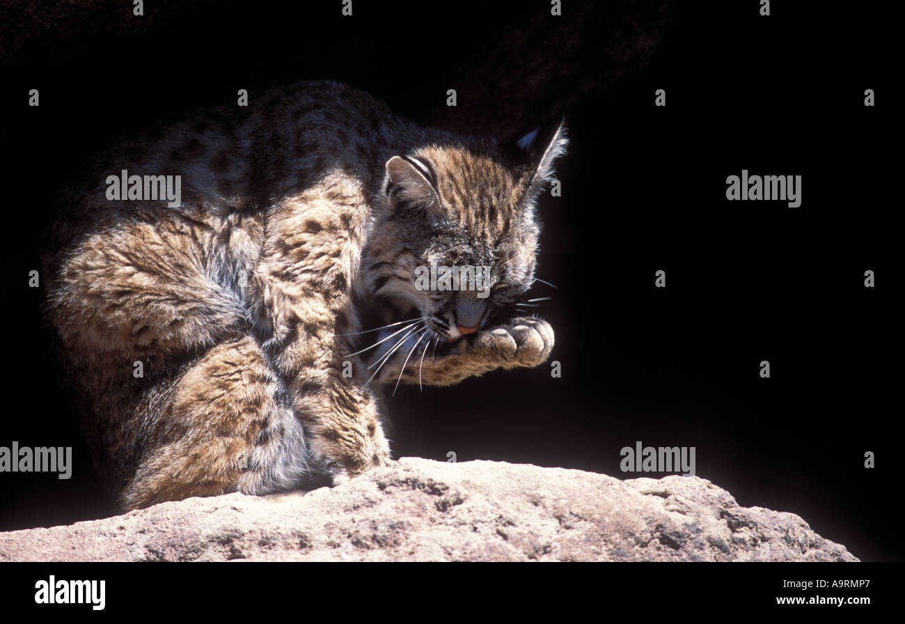 Washing itself Banque de photographies et d’images à haute résolution ...