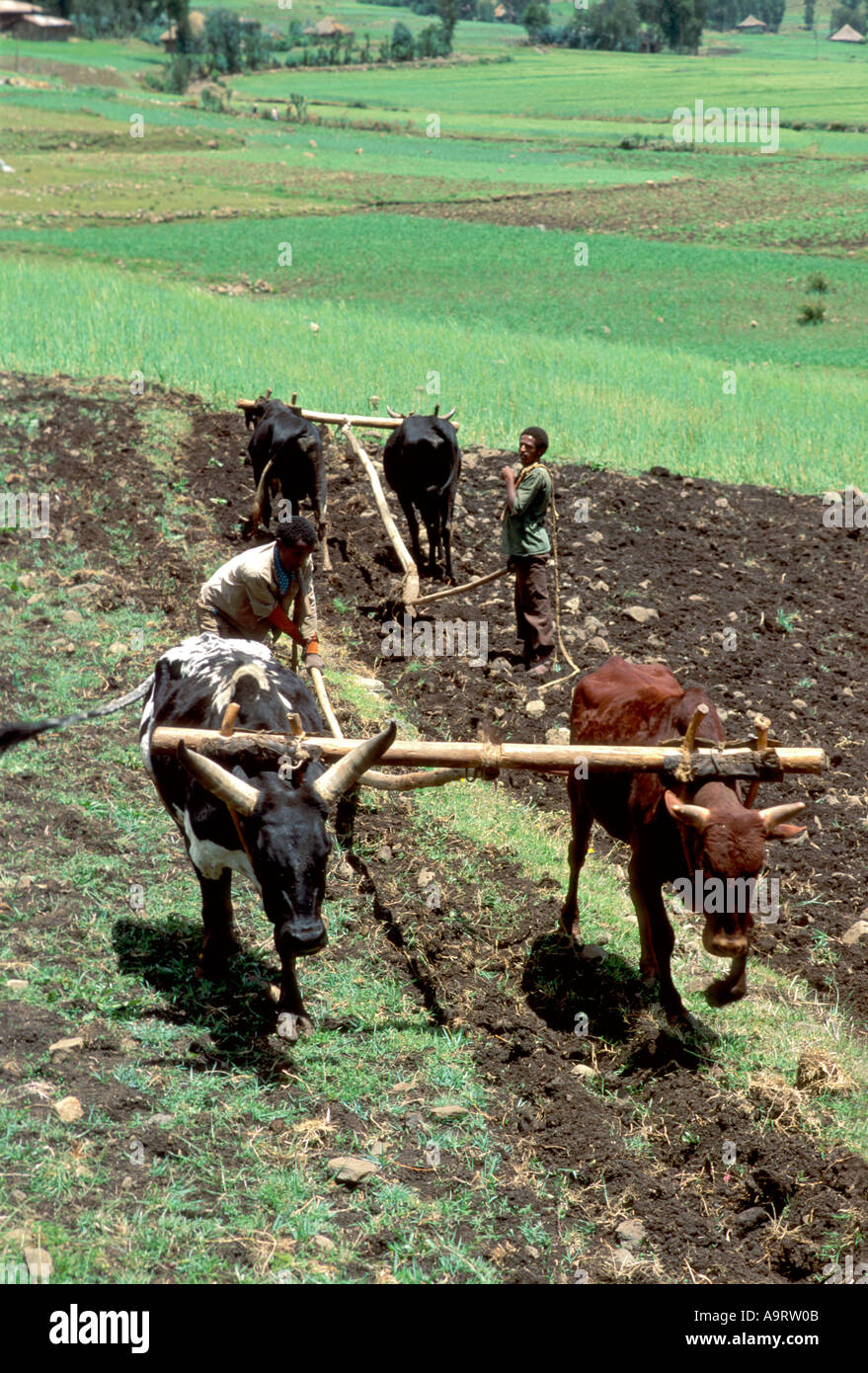 Charrues tirées par des bœufs Banque de photographies et d’images à ...