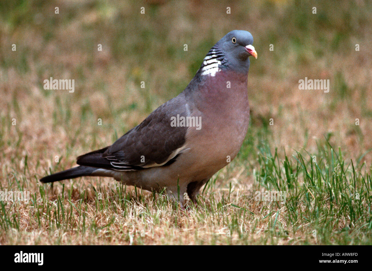 Ramier pigeon ramier urbain la faune jardin Banque de photographies et ...