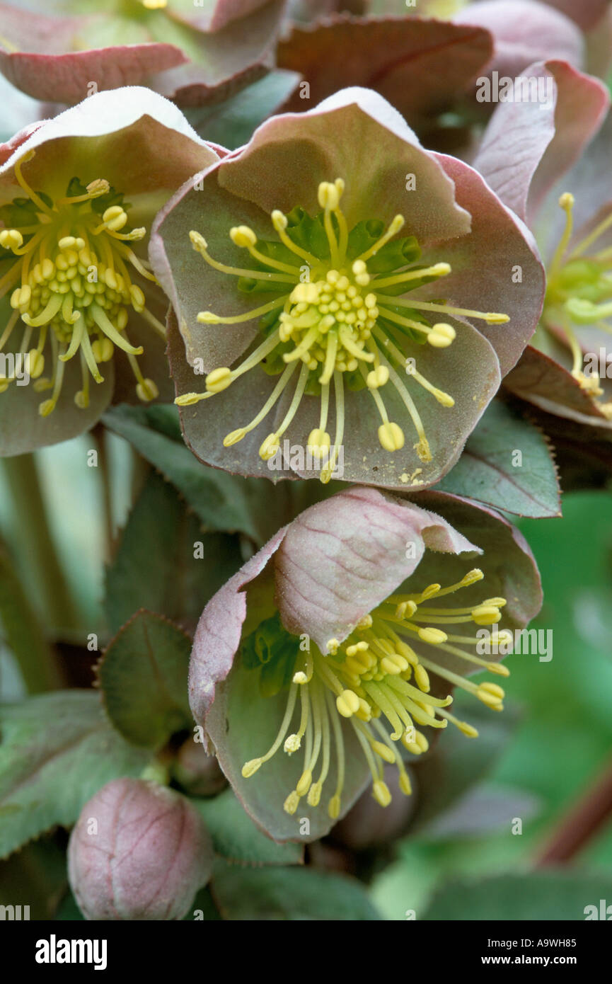 Helleborus x sternii Banque de photographies et d’images à haute ...