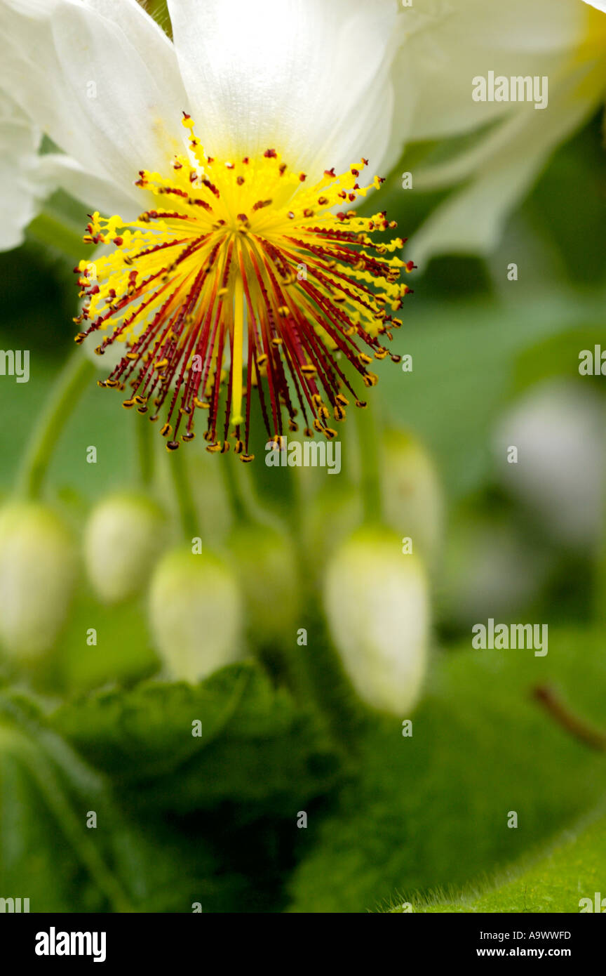 Sparmannia africana Banque de photographies et d’images à haute ...
