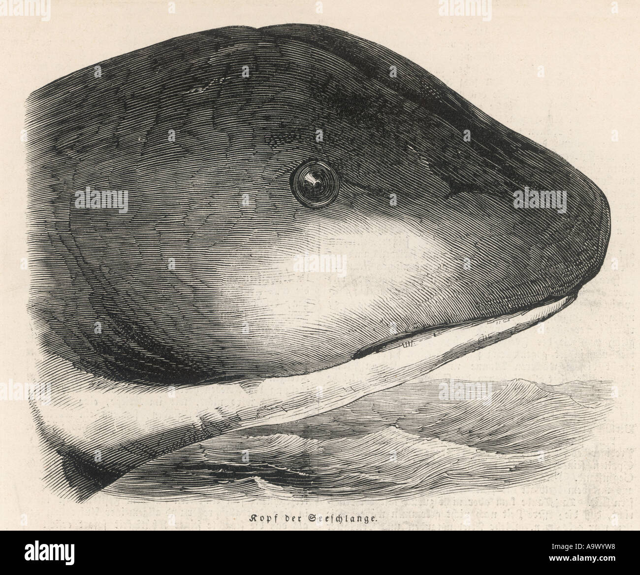 Hms serpent Banque de photographies et d’images à haute résolution - Alamy