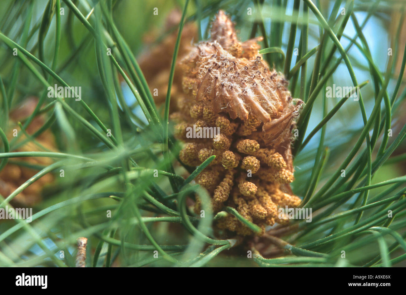 Pinus pinaster male flowers Banque de photographies et d’images à haute ...