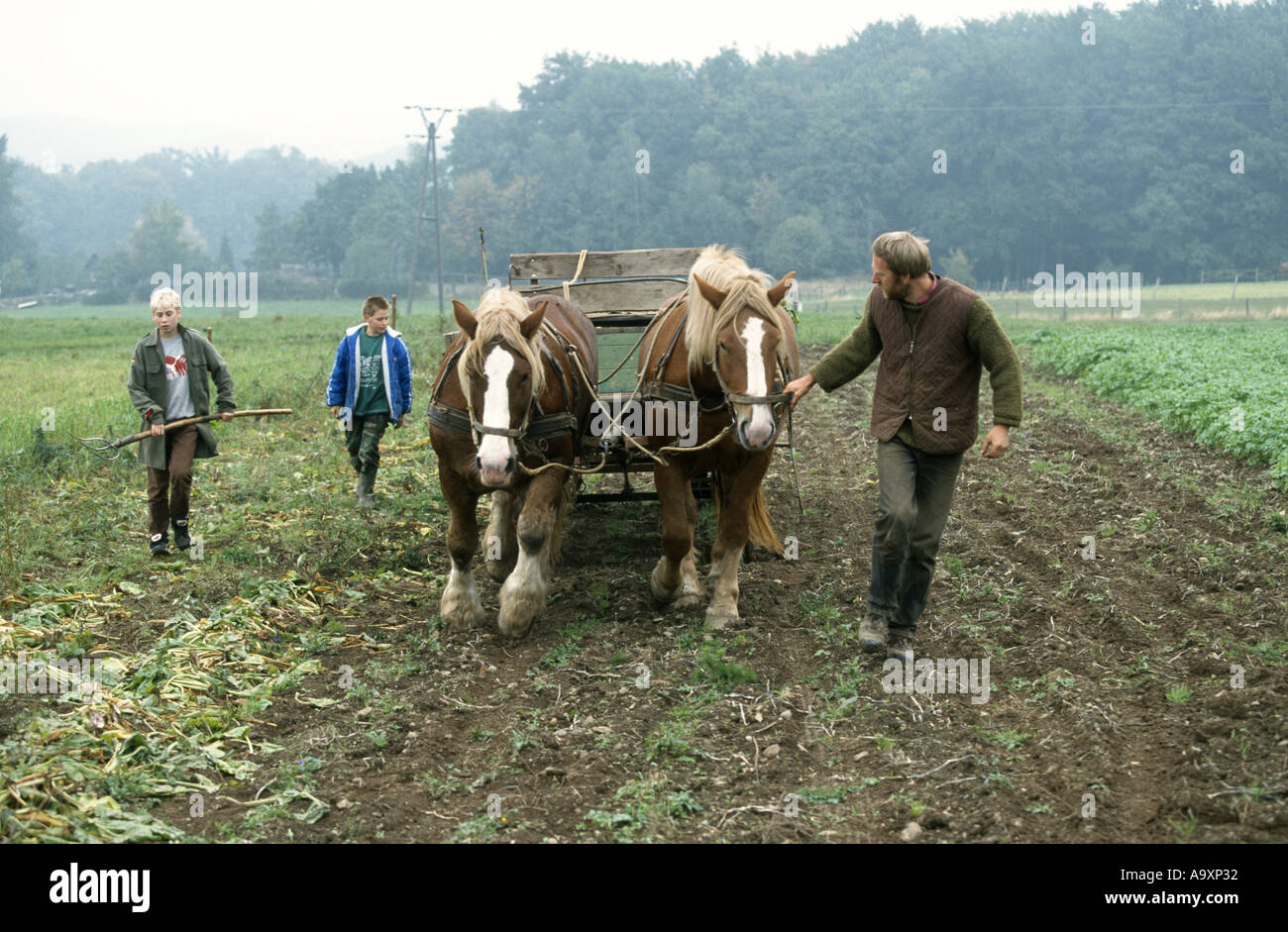 Cheval de travail agricole Banque de photographies et d’images à haute ...