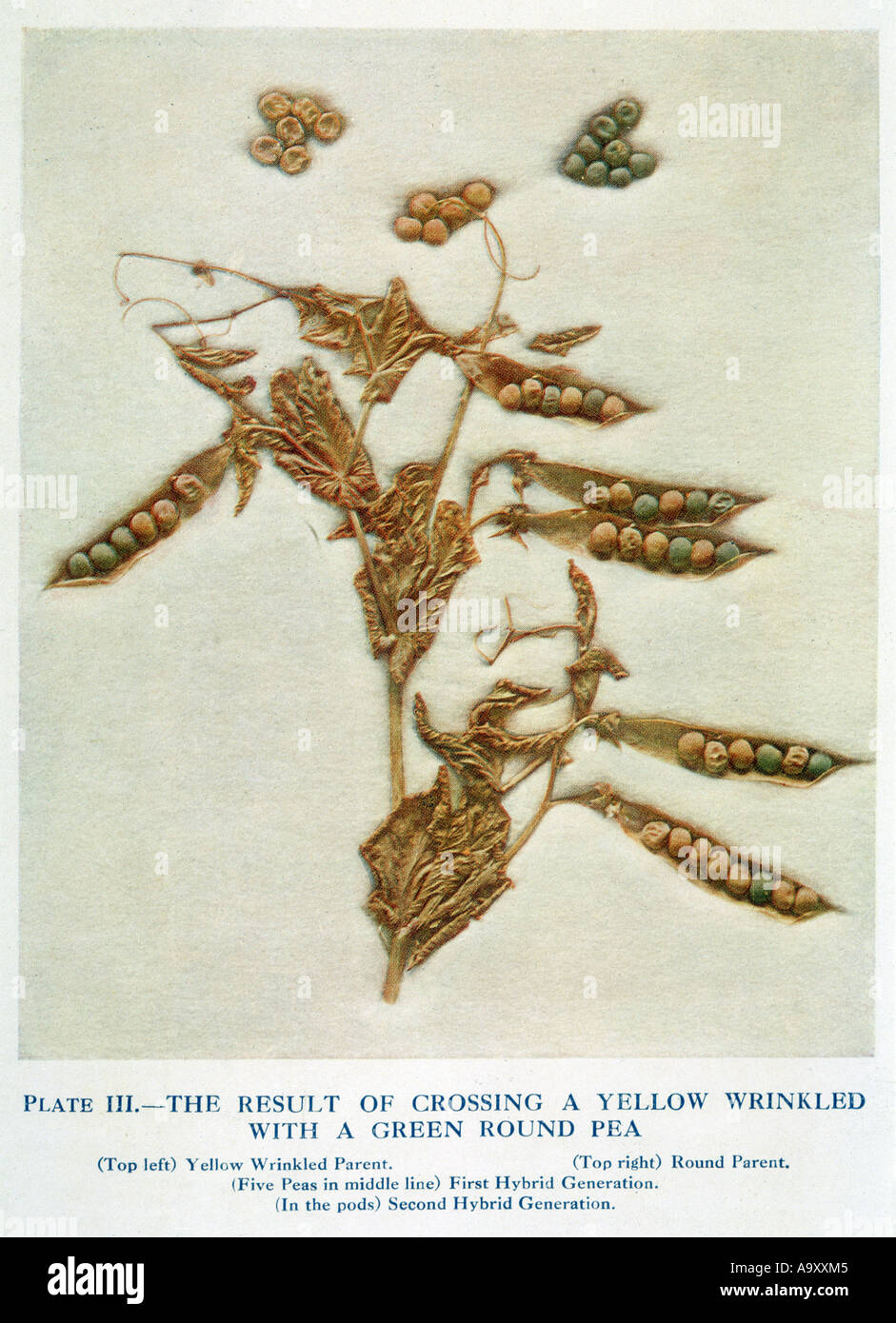 Gregor mendel Banque de photographies et d’images à haute résolution - Alamy