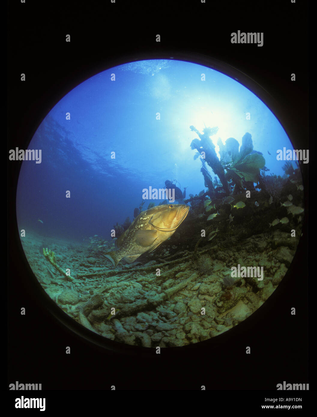 Mérou rouge epinephelus morio Banque de photographies et d’images à ...