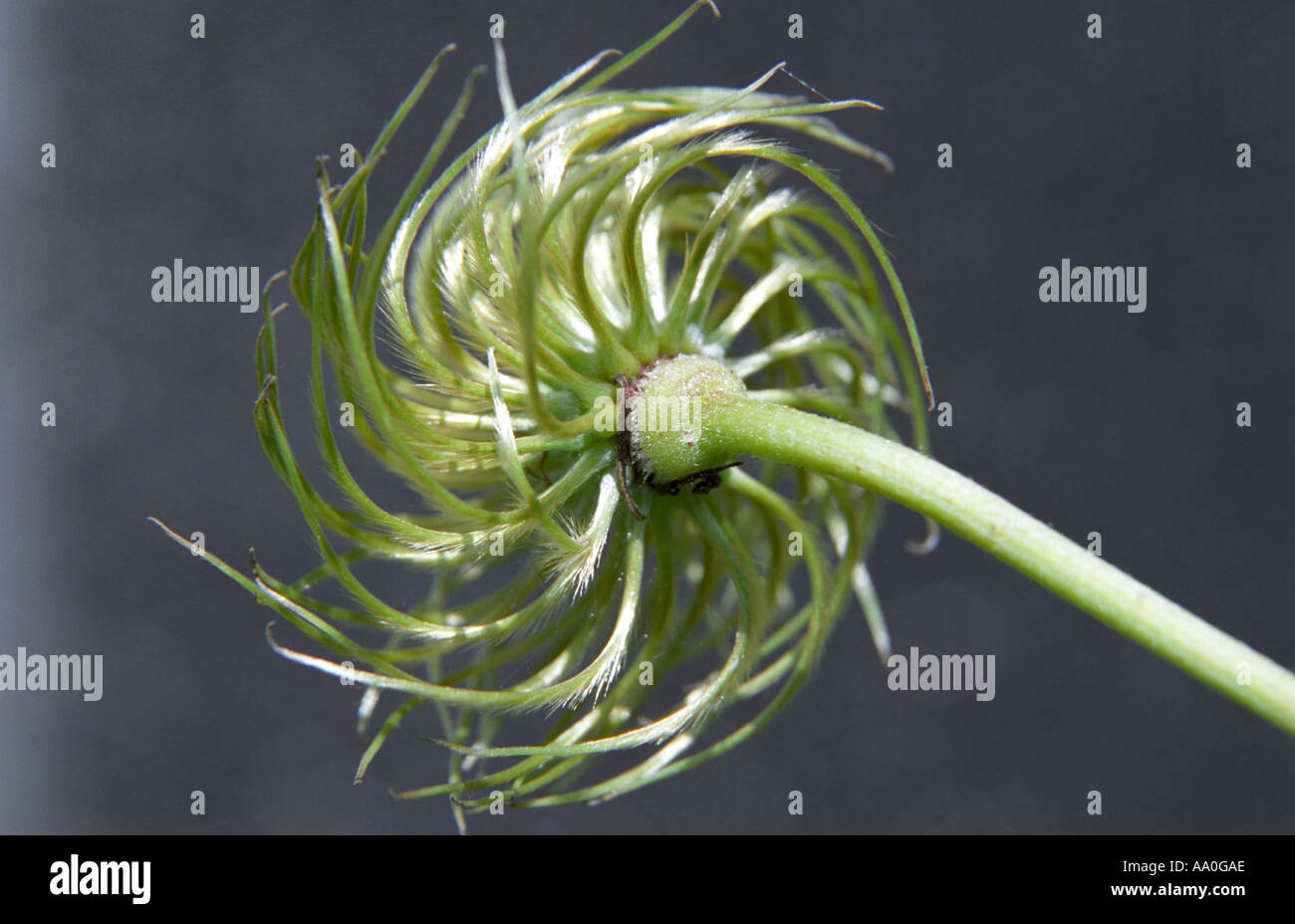 Clematis seeds Banque de photographies et d’images à haute résolution ...