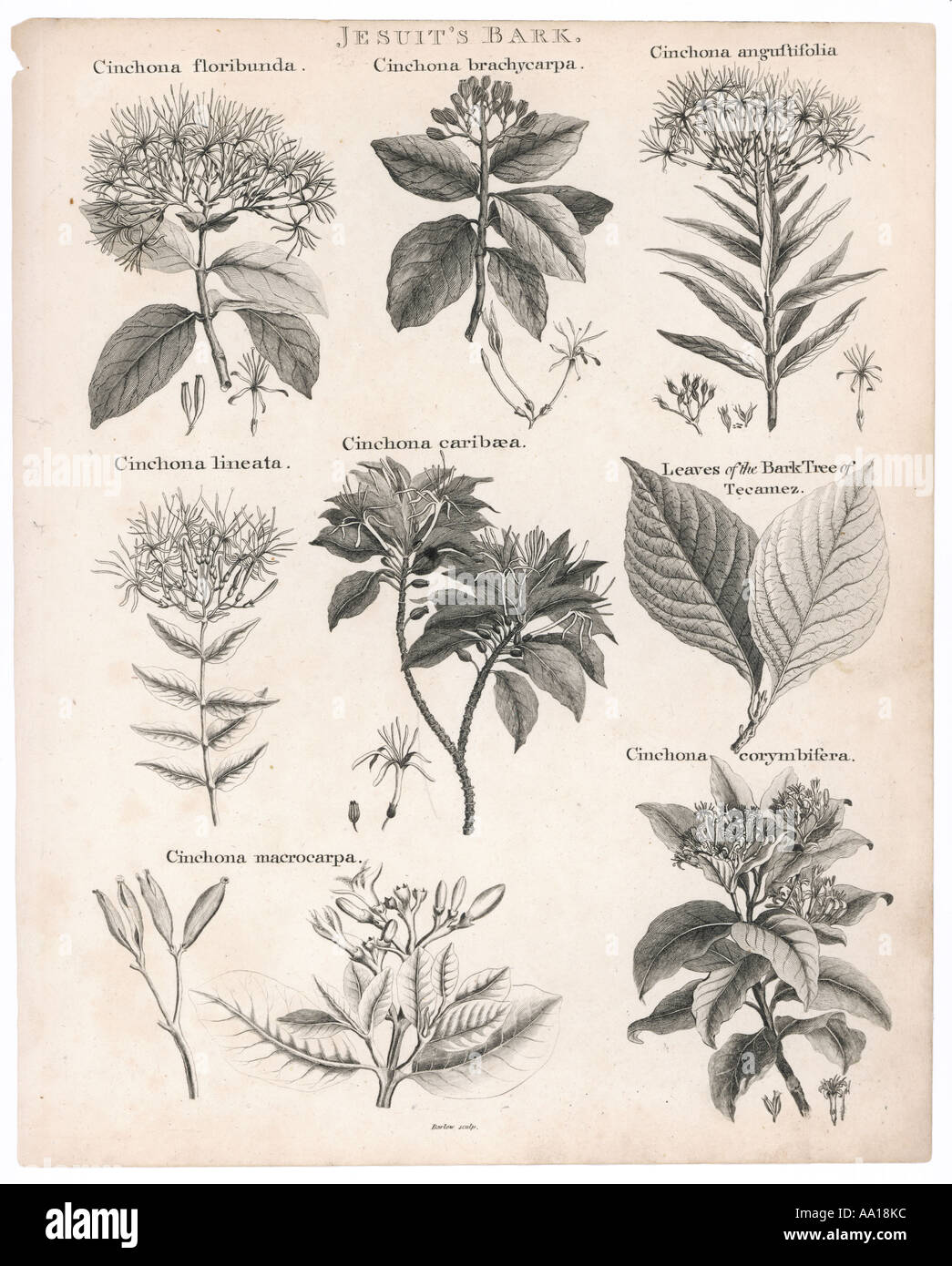 Le quinquina Banque de photographies et d’images à haute résolution - Alamy