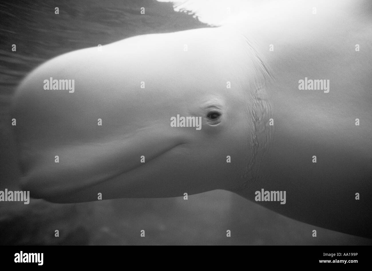 Beluga whales Banque de photographies et d’images à haute résolution ...