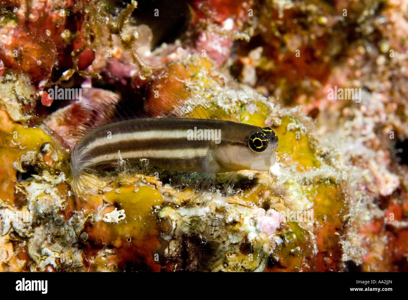 Ecsenius sp Banque de photographies et d’images à haute résolution - Alamy