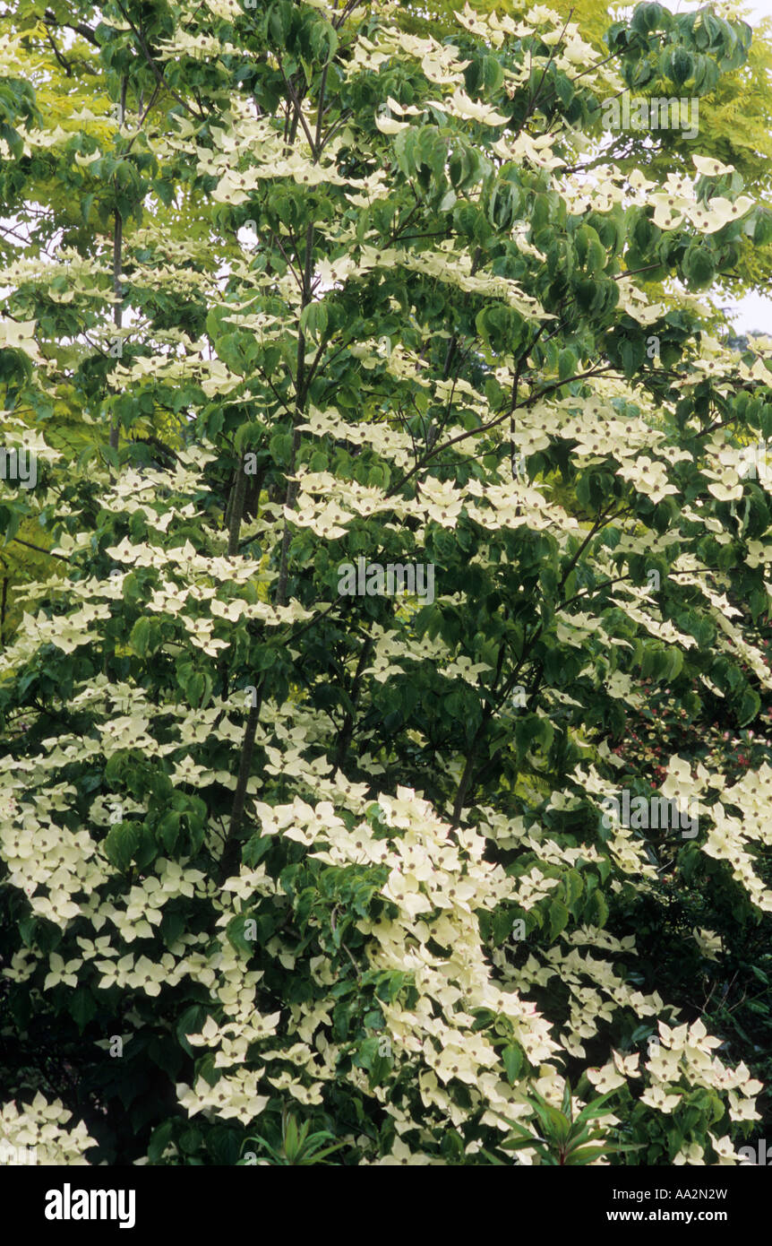 Cornus Kousa Var Chinensis Banque d'image et photos - Page 2 - Alamy