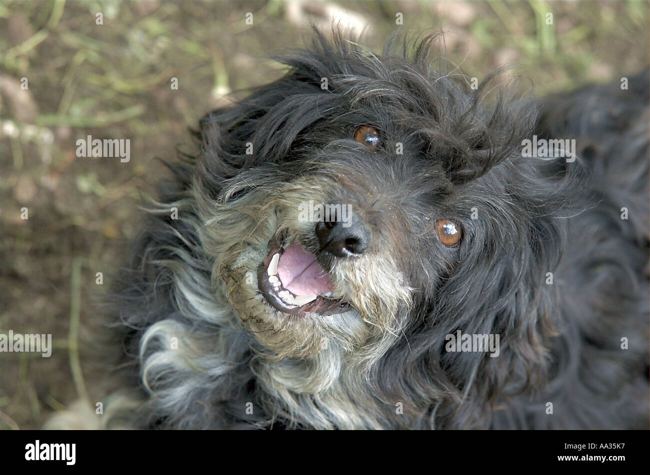 Museau d’un chien Photo Stock - Alamy