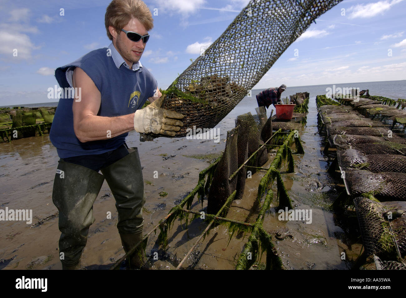 Sylt, Liste, les parcs à huîtres de la Compagnie Austern Dittmeyer's ...