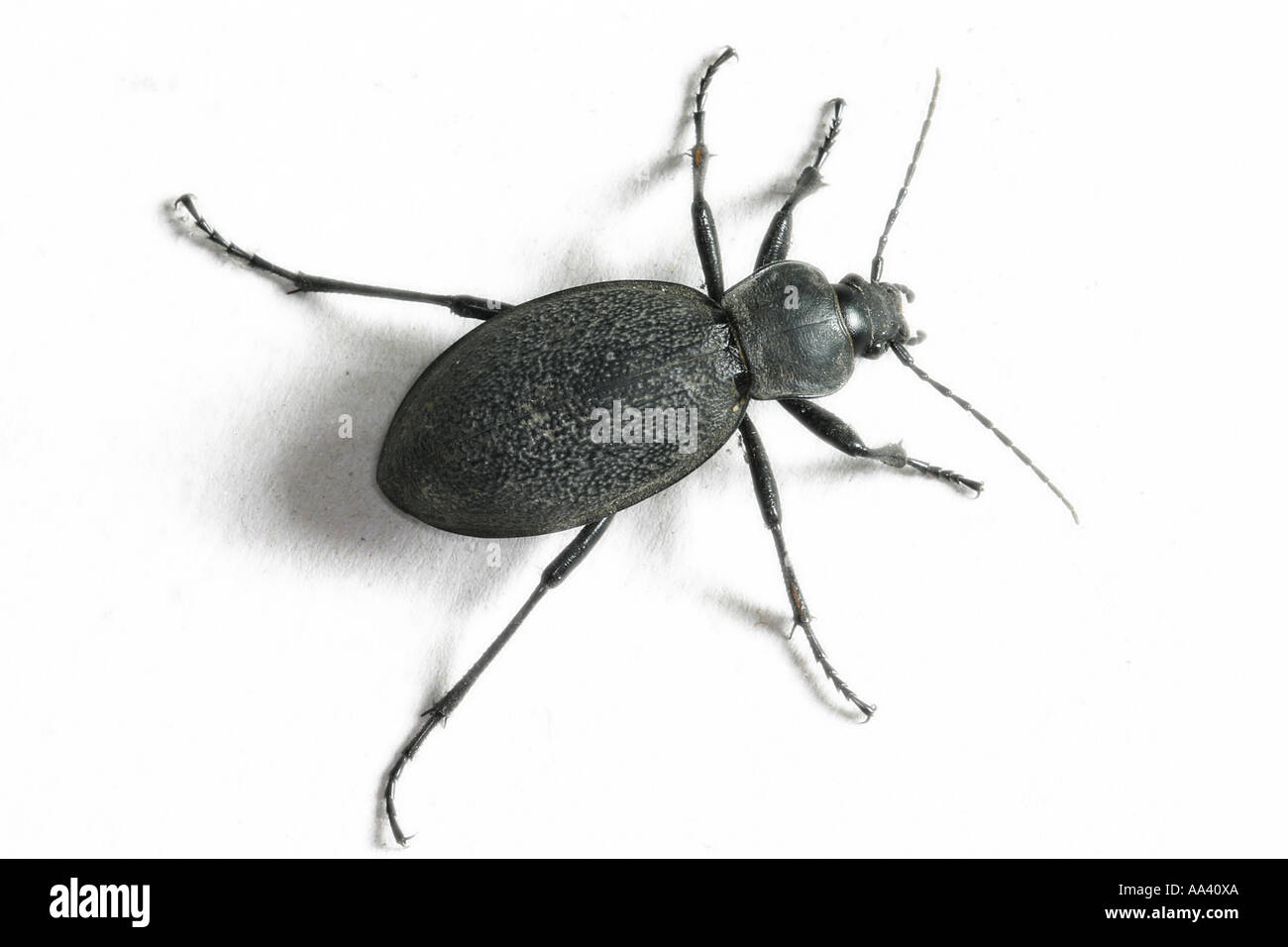 Carabus coriaceus Banque de photographies et d’images à haute ...