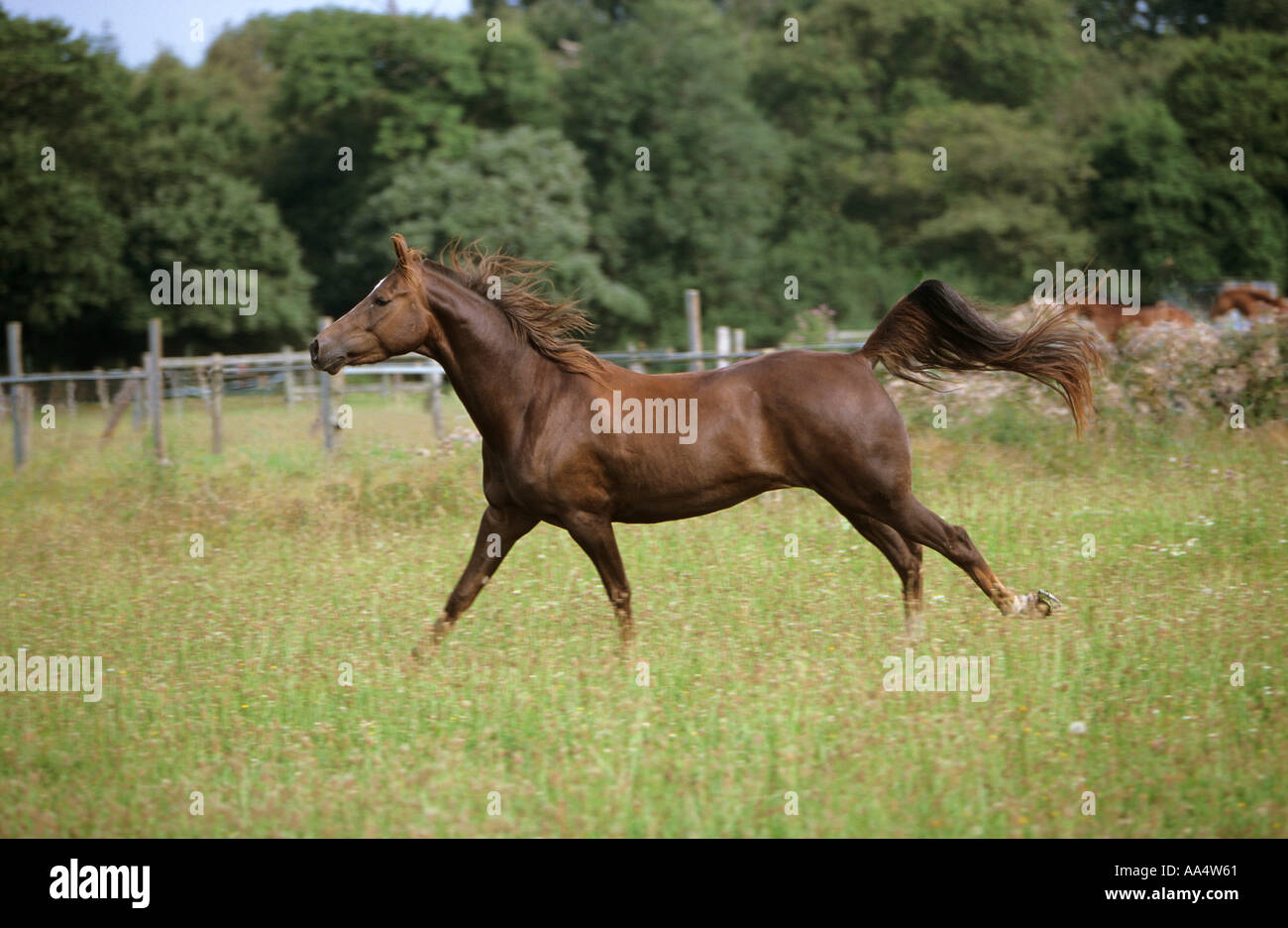 Chevaux morgan Banque de photographies et d’images à haute résolution ...