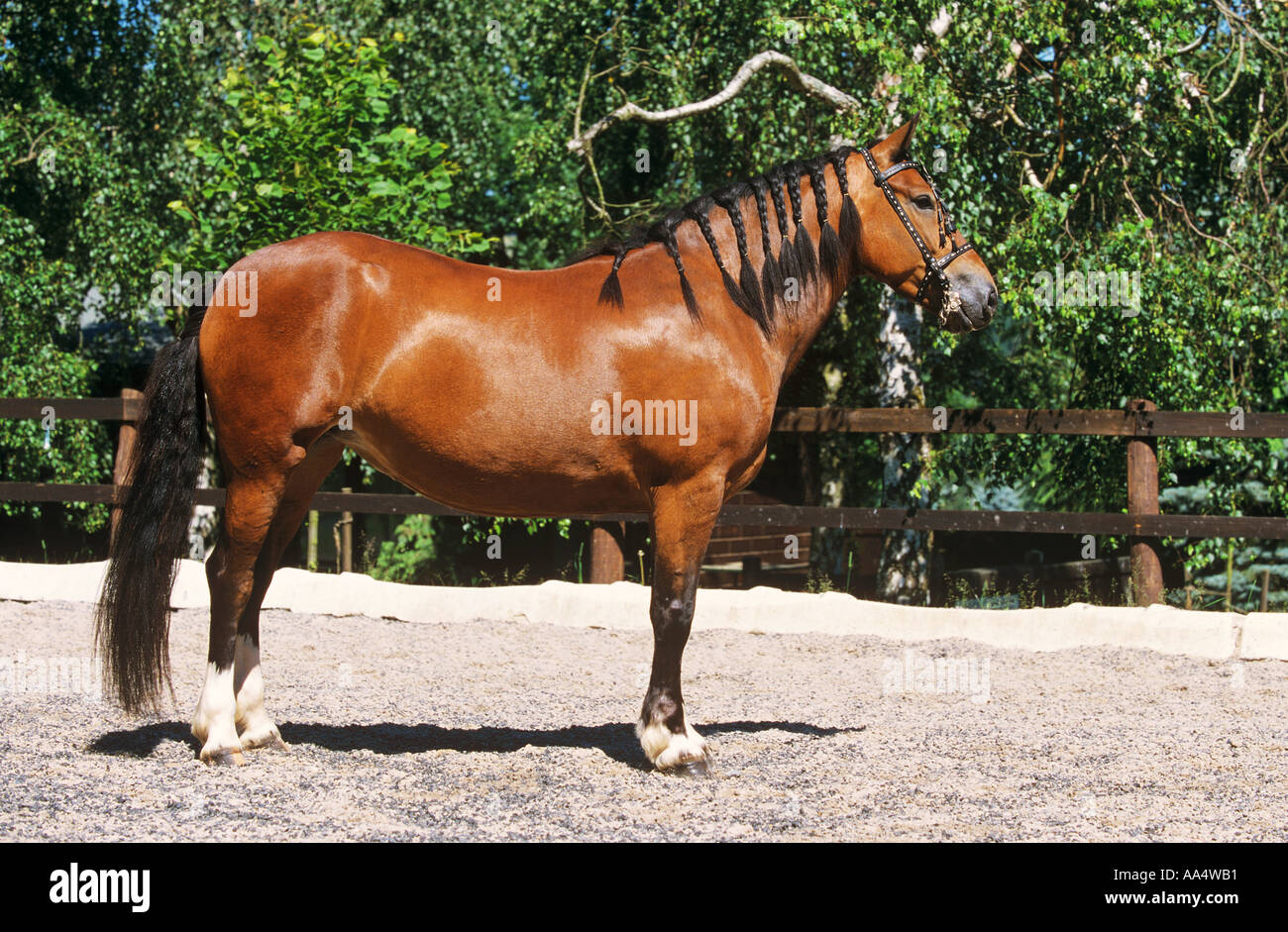 Welsh cob horse standing Banque de photographies et d’images à haute ...