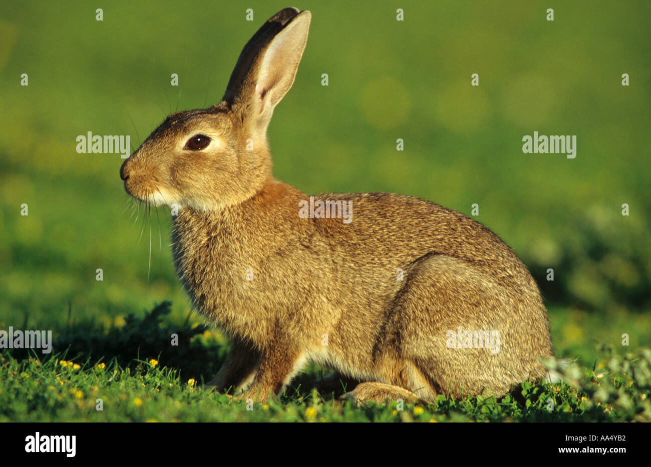 Le lapin du vieux monde Banque de photographies et d’images à haute résolution - Alamy