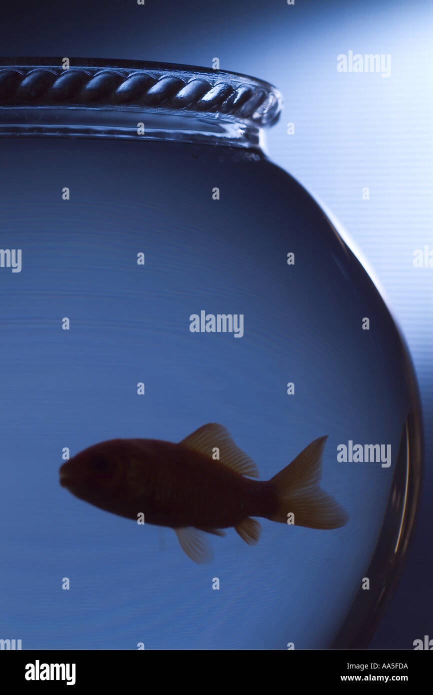 Goldfish in jar Banque de photographies et d’images à haute résolution ...