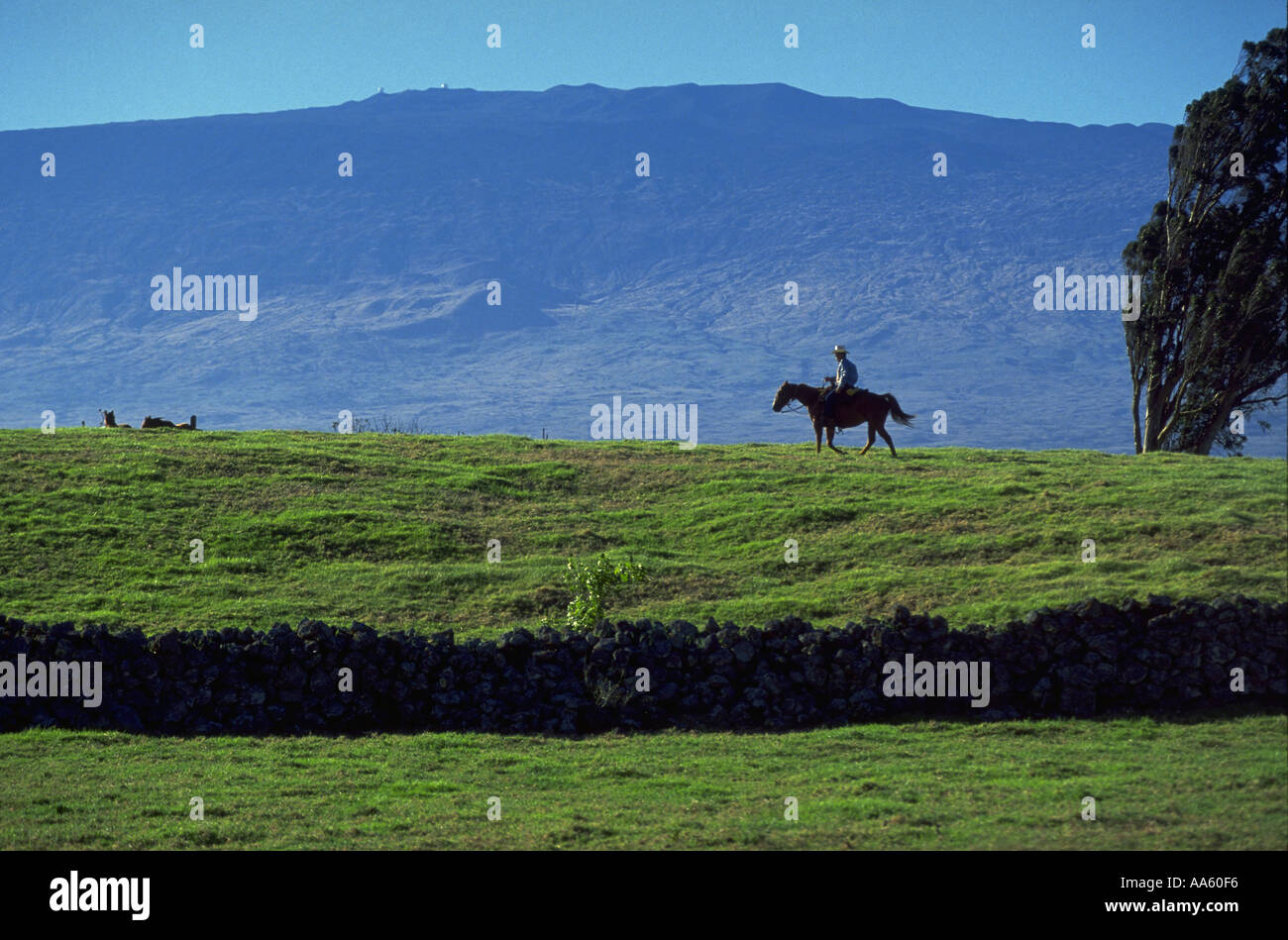Parker ranch waimea Banque de photographies et d’images à haute ...