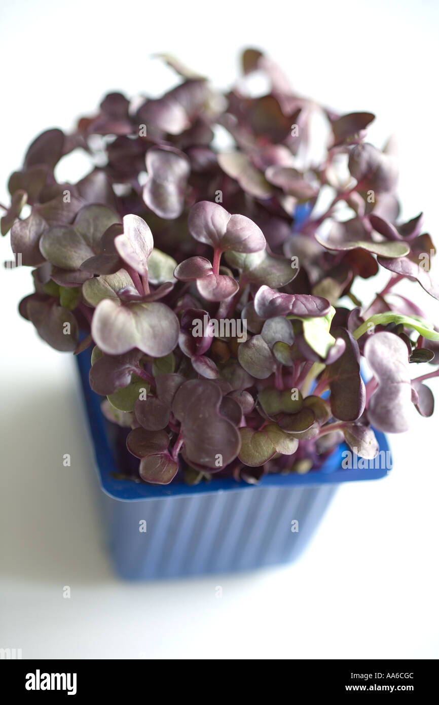 Sakura cress Banque de photographies et d’images à haute résolution - Alamy