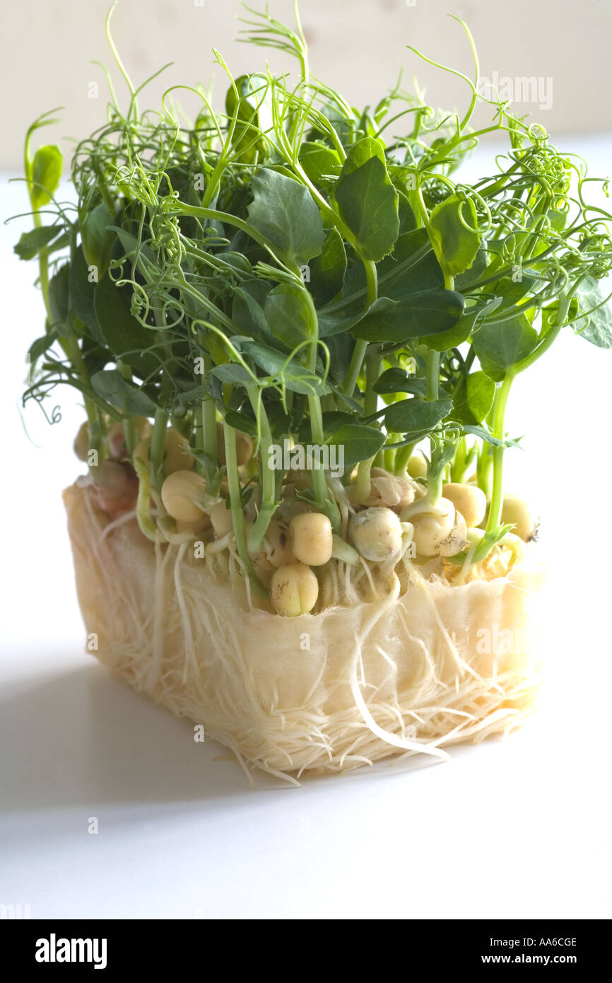 Sakura cress Banque de photographies et d’images à haute résolution - Alamy