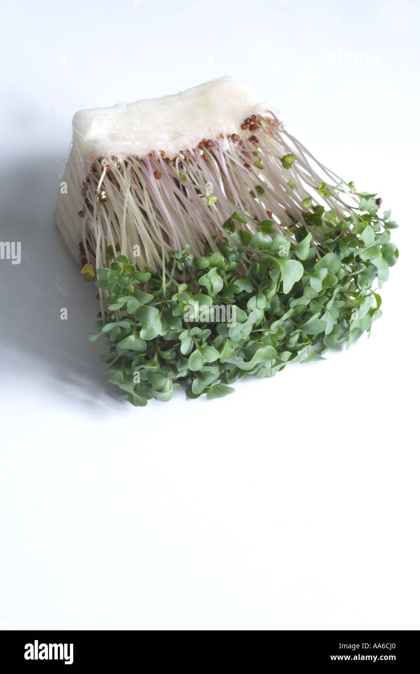 Seedlings cress sprouting Banque de photographies et d’images à haute ...