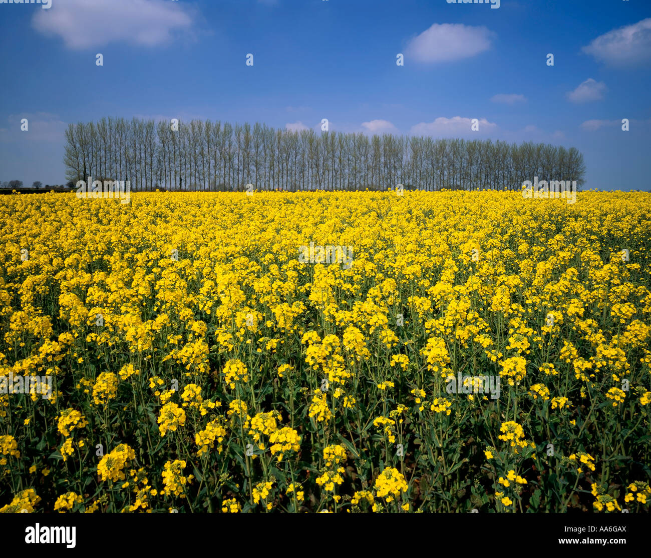 Une récolte de colza de printemps, en pleine floraison en mai ...