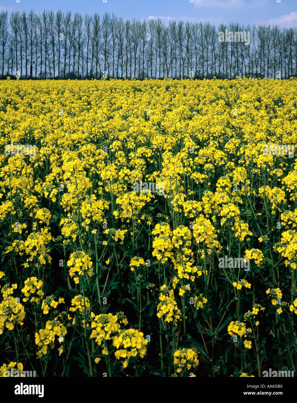 Une récolte de colza de printemps, en pleine floraison en mai ...
