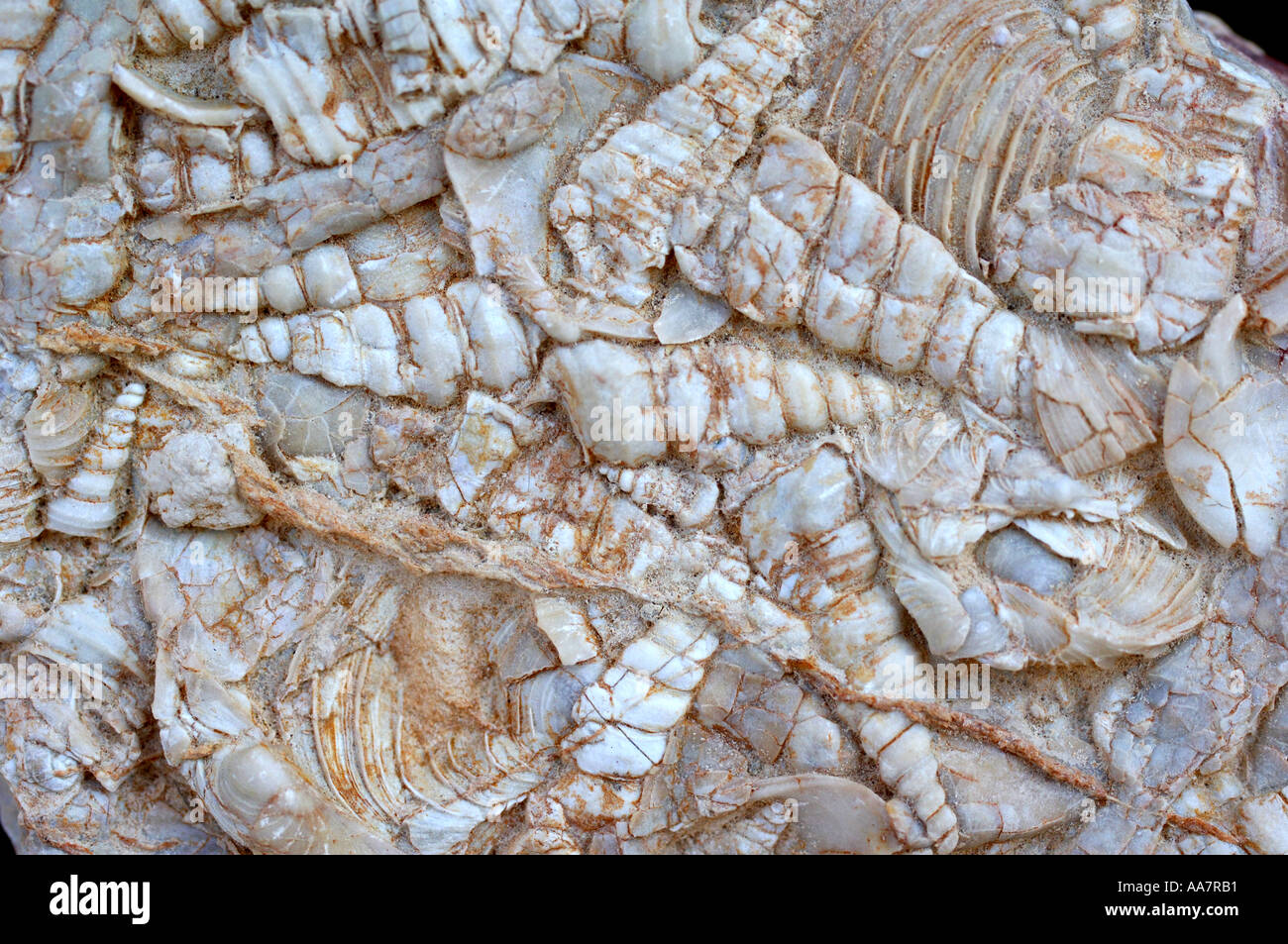 Les fossiles Banque de photographies et d’images à haute résolution - Alamy