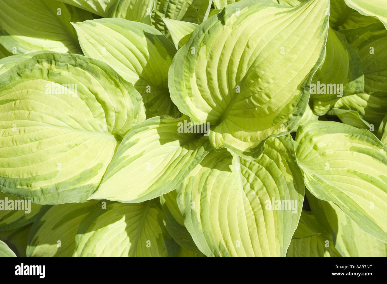 Hosta fortunei aurea Banque de photographies et d’images à haute ...