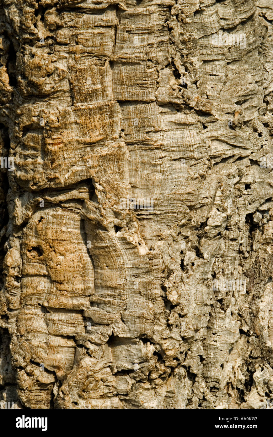 L'écorce de chêne-liège (Quercus suber Photo Stock - Alamy