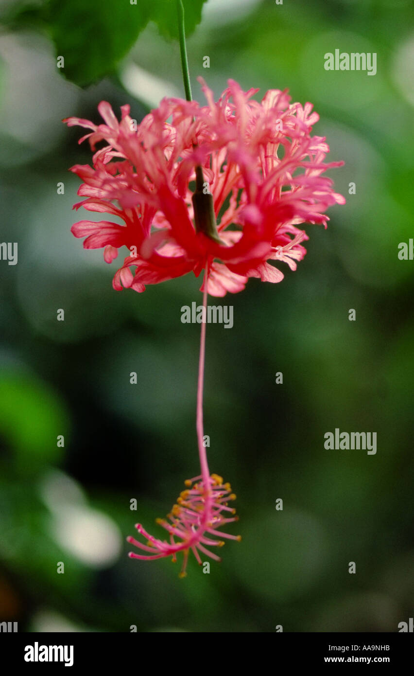Skeleton hibiscus Banque de photographies et d’images à haute ...