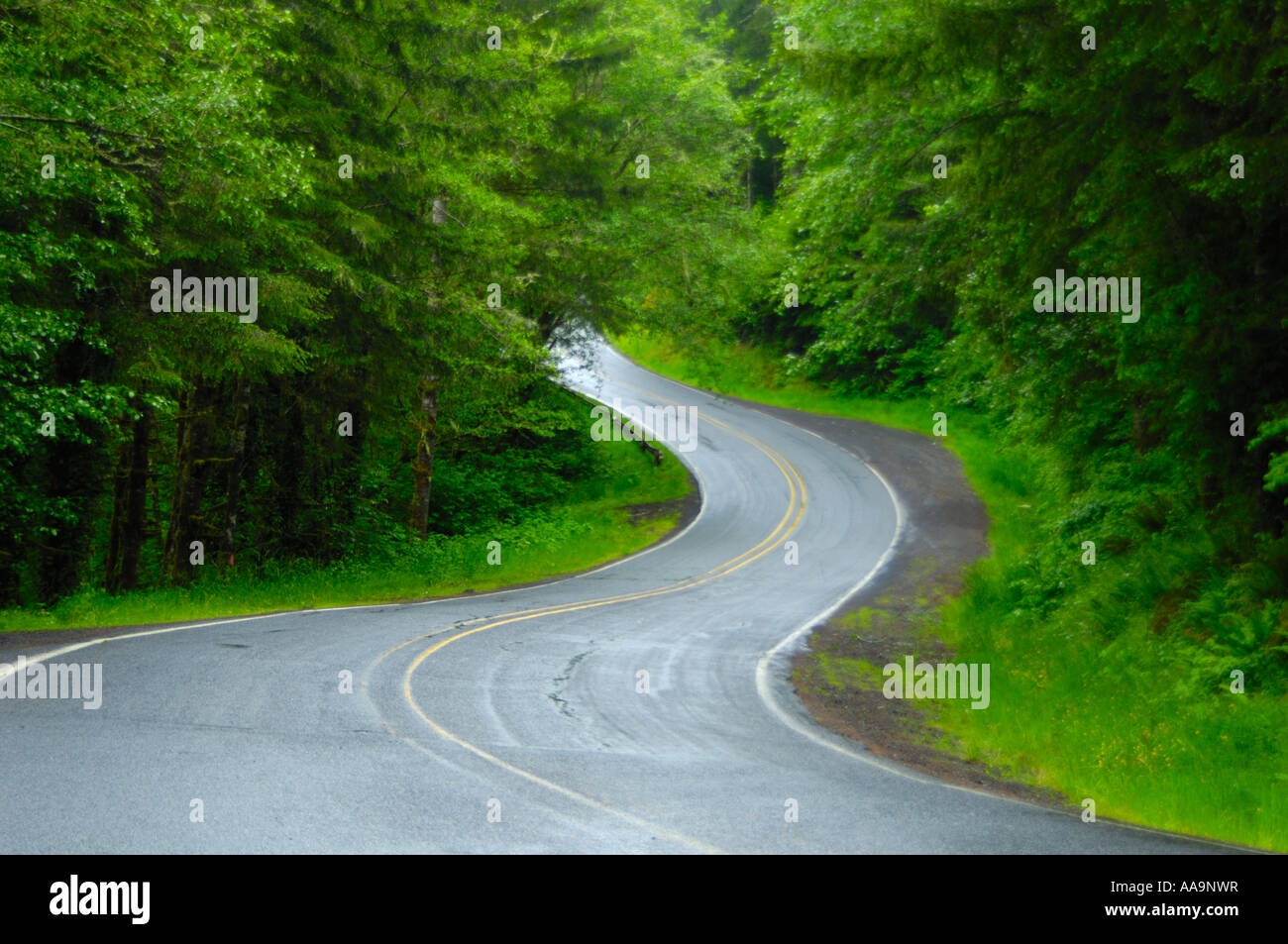 Forêt venteuse Banque de photographies et d’images à haute résolution ...