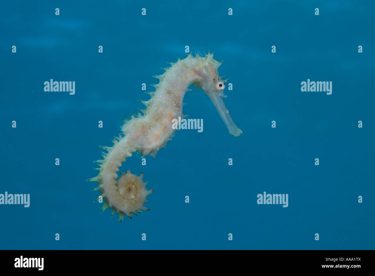 Hippocampe épineux de la Mer Rouge Egypte Dahab Hippocampus jayakari ...