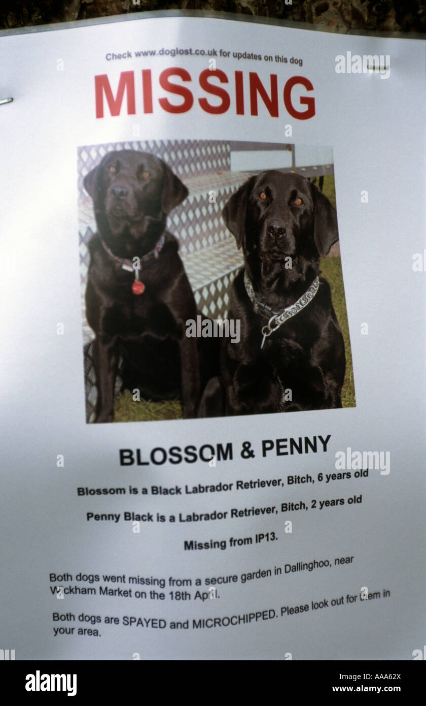 Affiche pour chien disparu Banque de photographies et d’images à haute ...
