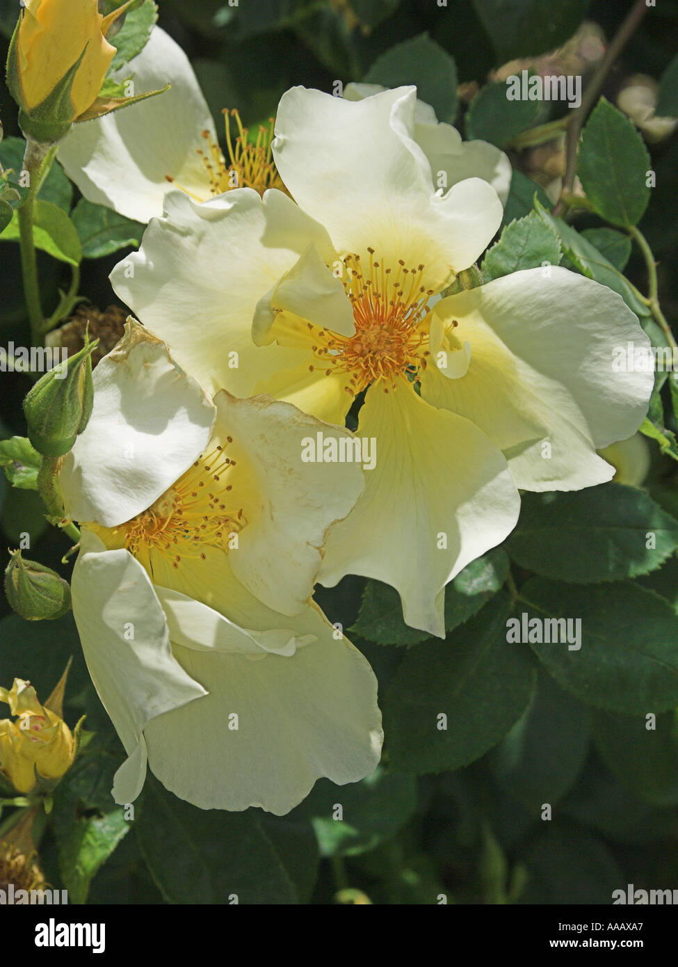 Rose portrait Banque de photographies et d’images à haute résolution ...
