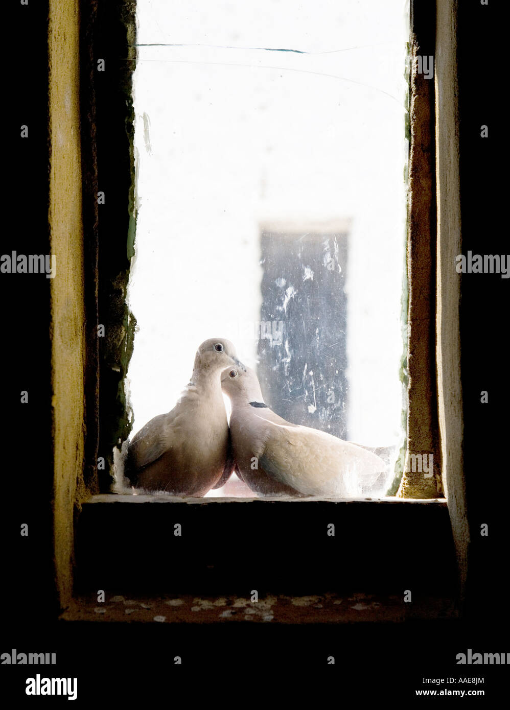 Une paire de colombes derrière une vieille fenêtre dans un loft Photo Stock - Alamy