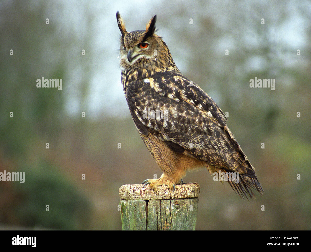 Grand-duc d'Europe (Bubo Bubo) aka grand hibou Photo Stock - Alamy
