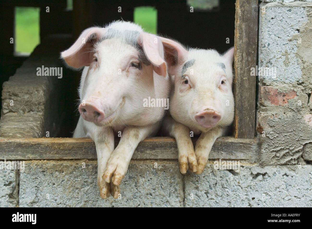 Deux cochons Banque de photographies et d’images à haute résolution - Alamy