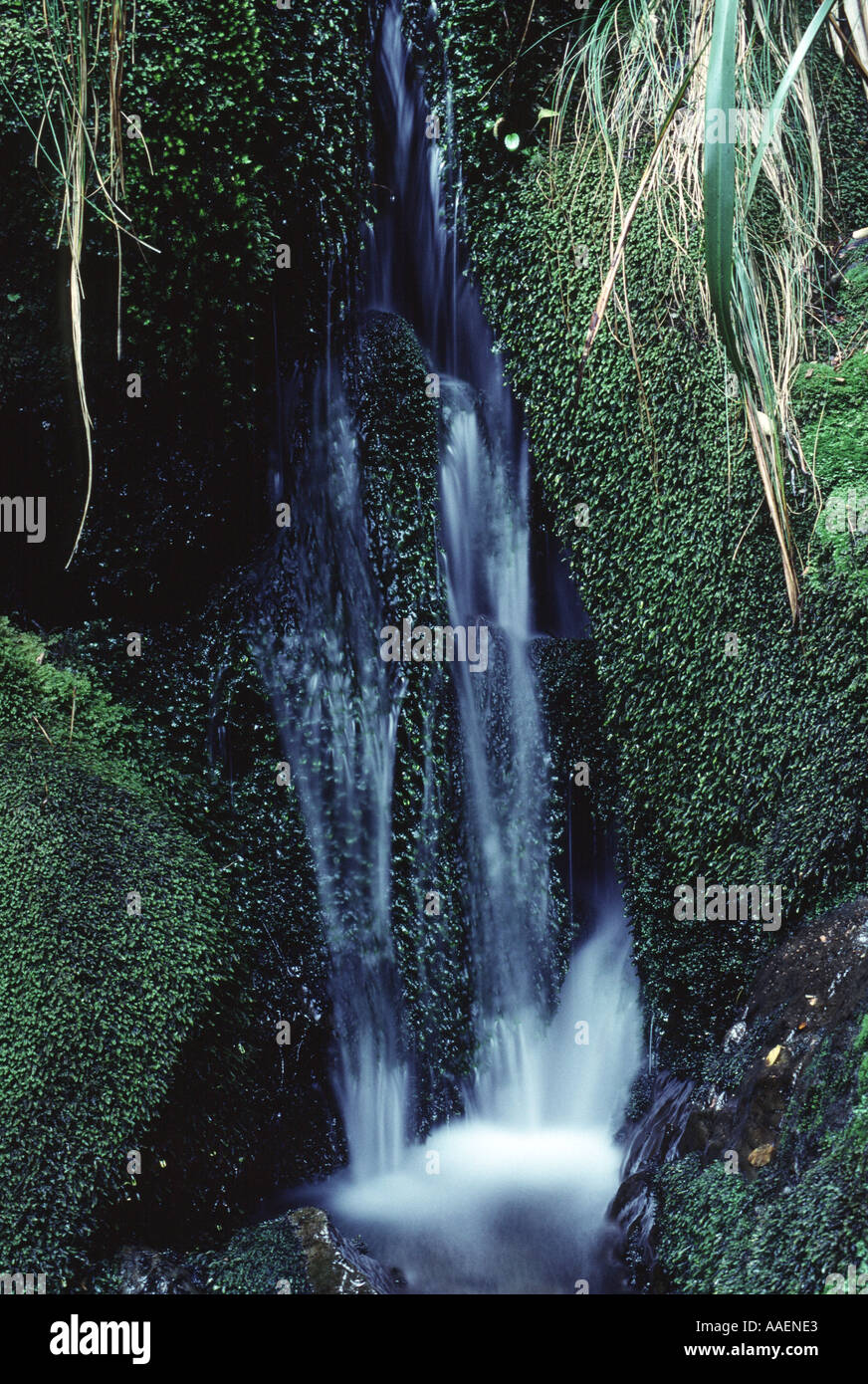 La mousse et la végétation de la forêt tropicale avec cascade Arthurs ...