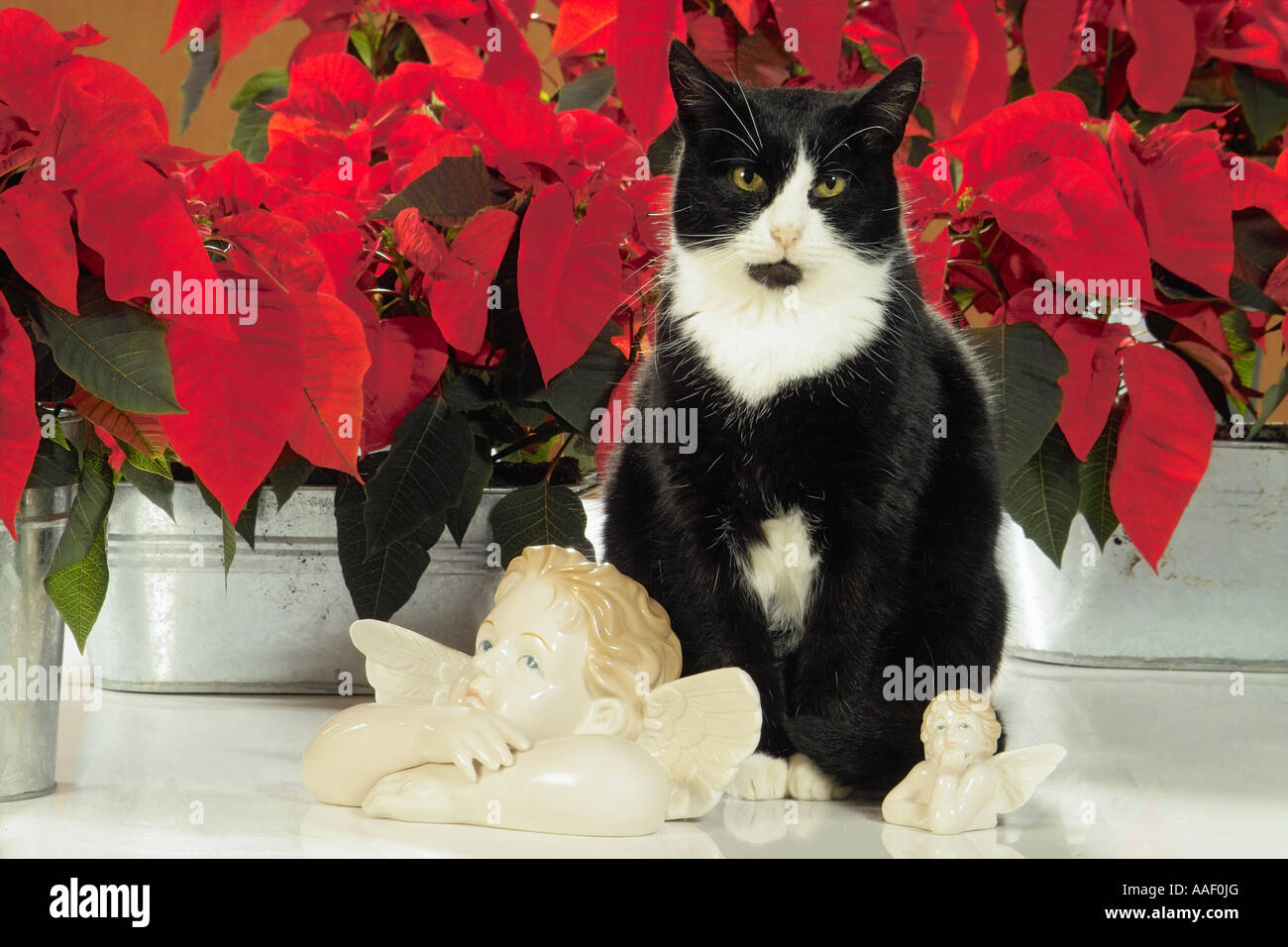 Fleurs de chat Banque de photographies et d’images à haute résolution ...