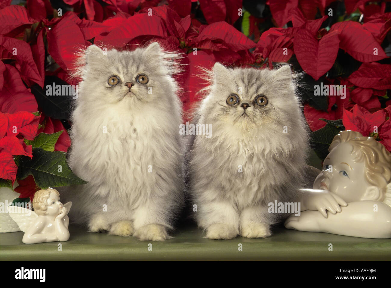 Chats persans fleurs Banque de photographies et d’images à haute ...