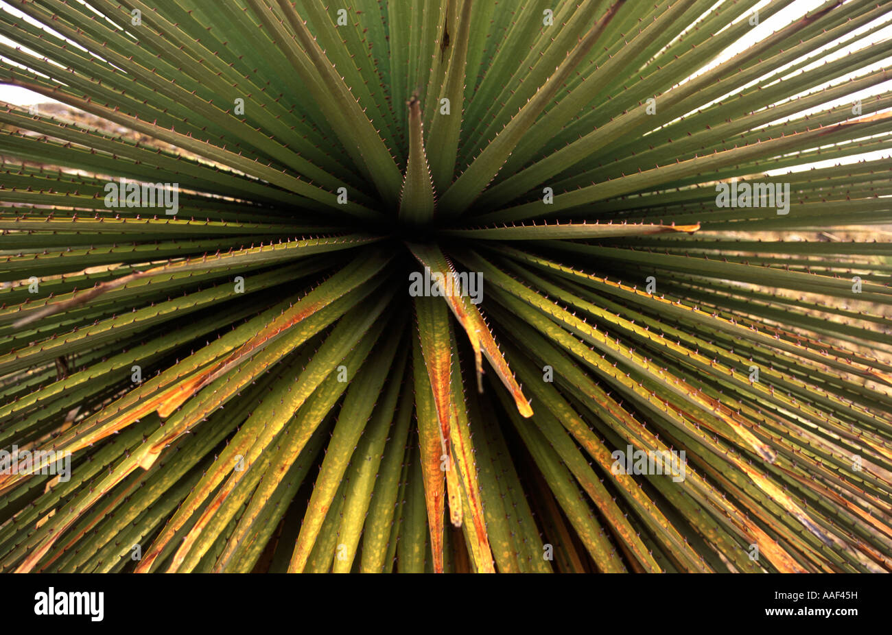 Puya sp Banque de photographies et d’images à haute résolution - Alamy